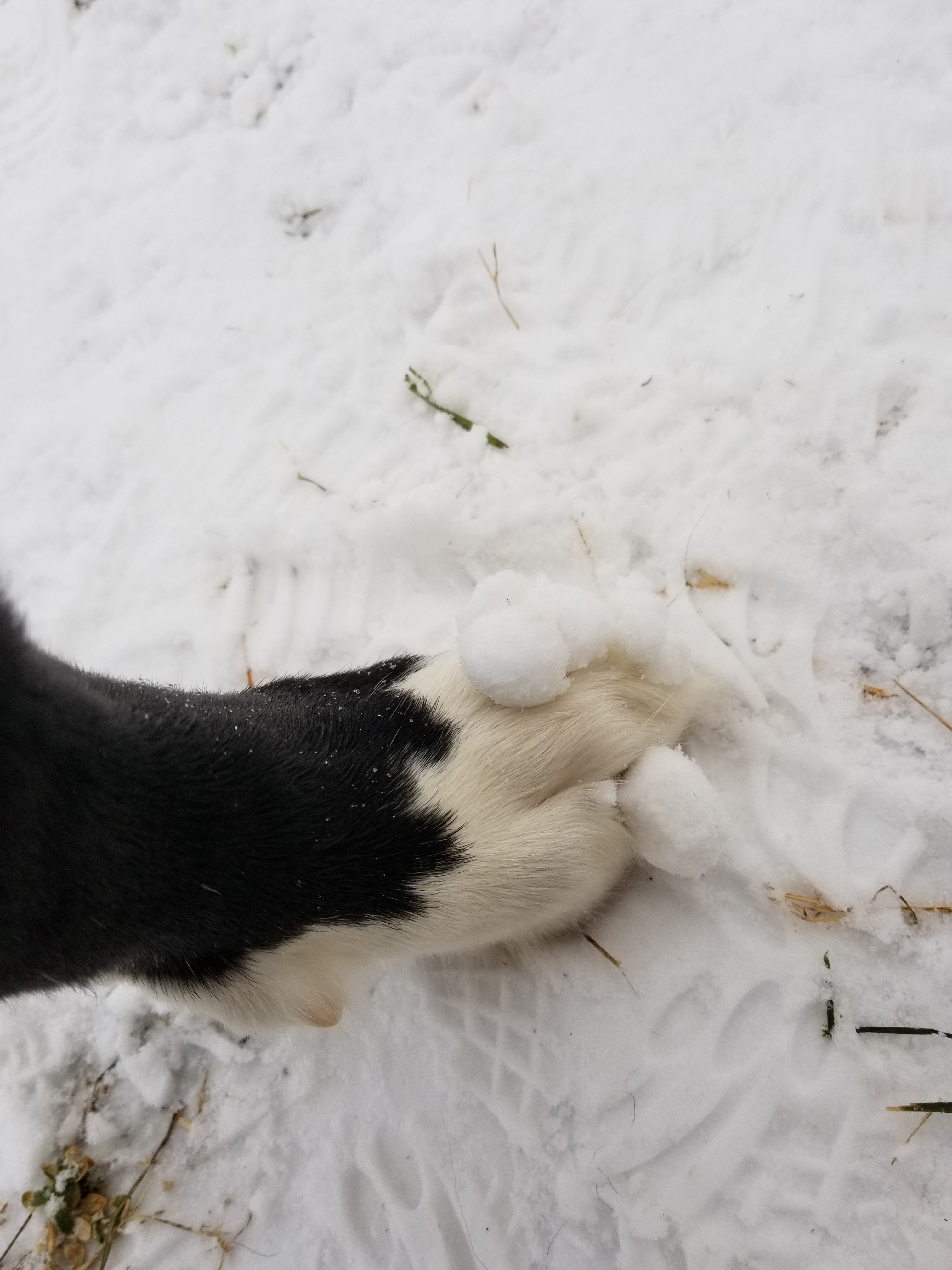 snow toes – imperfectphil